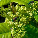 Red Maple: An Early Source of Nectar and Pollen