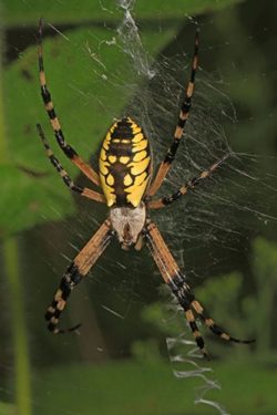 Argiope spider (Argiope aurantia)