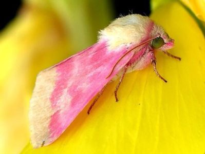 Try Mothing - Attracting and observing moths