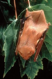 Eastern red bat (Lasiurus borealis)
