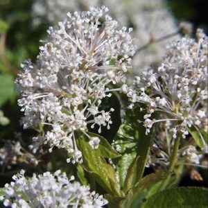 Ground Cedar: A Unique Evergreen Groundcover of Forests