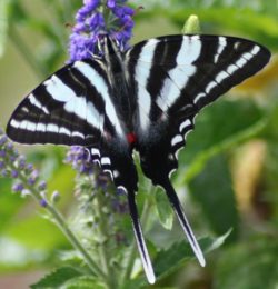 zebra swallowtail (Protographium marcellus)