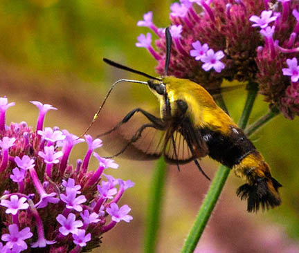 Northern cardinal (Cardinalis cardinalis)