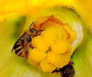 Squash bees (Peponapis sp.) and (Xenoglossa sp.)