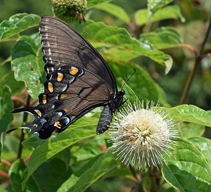 Virgin’s bower (Clematis virginiana)