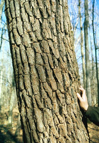 Sassafras – A Beautiful Native Tree Used by Wildlife and Humans ...
