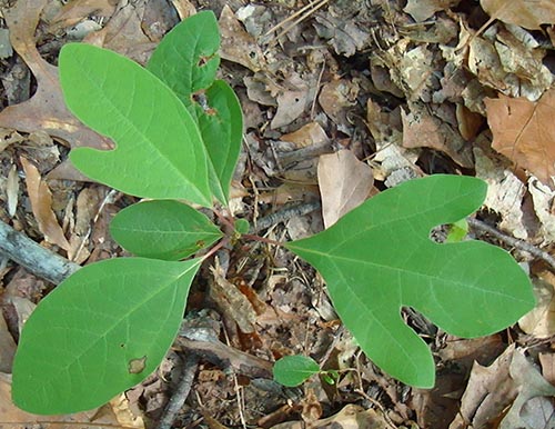 Sassafras – A Beautiful Native Tree Used by Wildlife and Humans ...