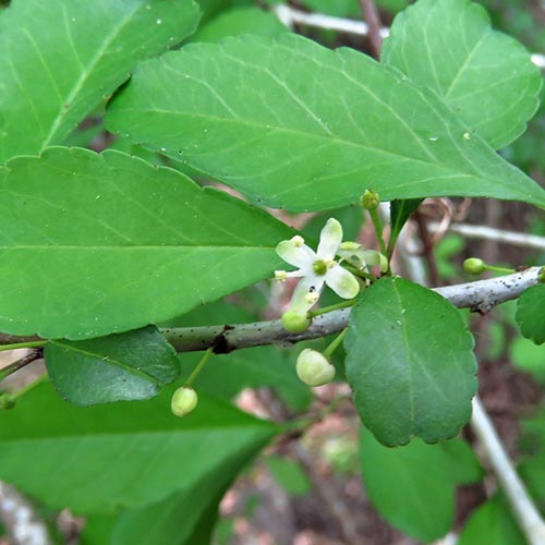 Possumhaw: A deciduous holly for pollinators and wildlife