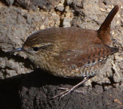 Winter Wren (Troglodytes hiemalis): One of our “other” wrens