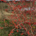 Possumhaw: A deciduous holly for pollinators and wildlife
