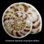 Land Snails and their Amazing Diversity