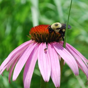 Native Seed Production and Tips for Starting Native seeds