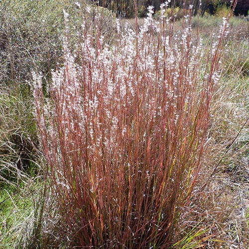 Little bluestem: A Native Grass for Prairies and Gardens