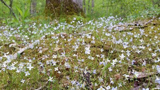 Common Bluets: Delicate Blue Flowers of Spring