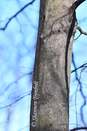 American beech (Fagus grandifolia)
