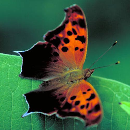 Question Mark Butterfly (Polygonia interrogationis)