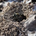 Help Our Native Ground Nesting Bees