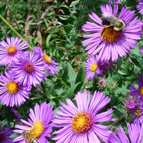 New England Aster: A Beautiful and Diverse Native Wildflower