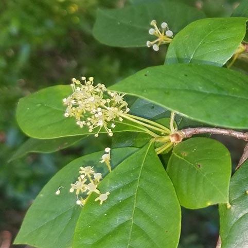 Black gum, Nyssa sylvatica, blackgum, black tupelo, sour gum