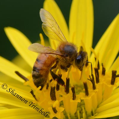 Appreciating the Wide Diversity of Bees | Backyard Ecology™