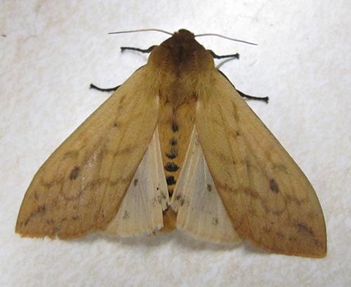 Woolly Worms or Woolly Bears: Winter Weather Forecasters?