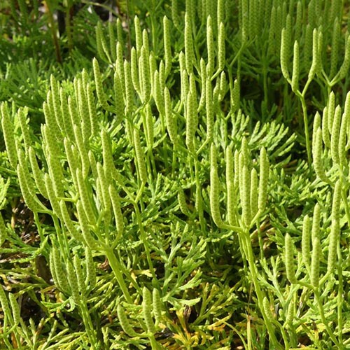Ground Cedar: A Unique Evergreen Groundcover of Forests