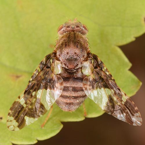 The Goldenrod Gall Fly: A Fascinating Life History