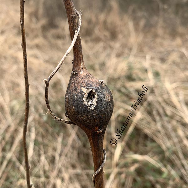 The Goldenrod Gall Fly: A Fascinating Life History