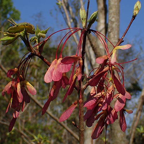 Red Maple: An Early Source of Nectar and Pollen