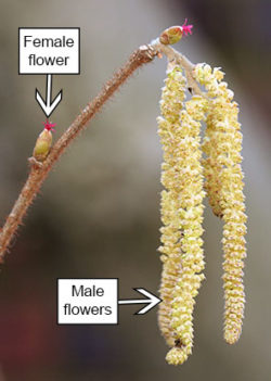 American hazelnut (Corylus americana)