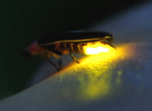 Fireflies and Lightning Bugs