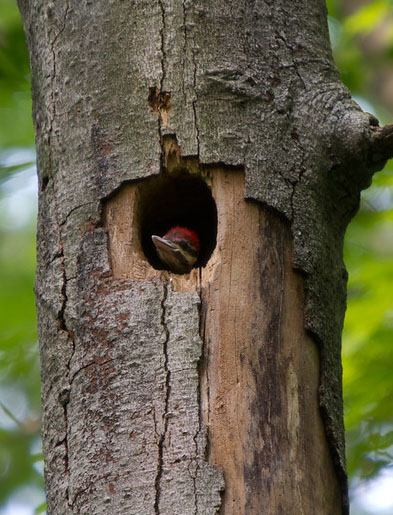 Leave Standing Dead Trees (When Safe)