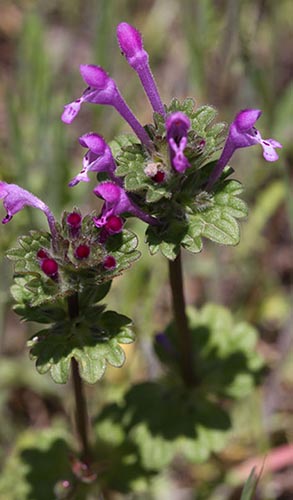 Henbit and Deadnettle