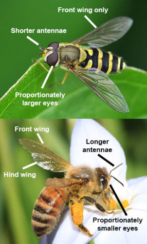 Hoverfly