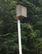 5 Things to Consider Before Buying or Putting Up a Bat Box