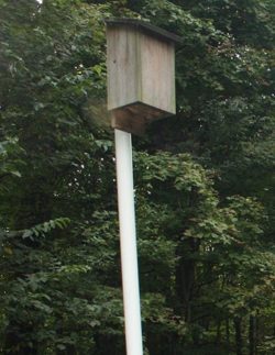5 Things to Consider Before Buying or Putting Up a Bat Box