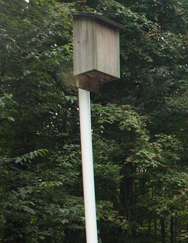 5 Things to Consider Before Buying or Putting Up a Bat Box