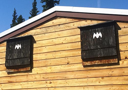 5 Things to Consider Before Buying or Putting Up a Bat Box