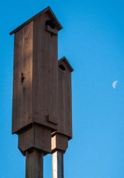 5 Things to Consider Before Buying or Putting Up a Bat Box