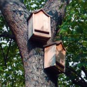 5 Things to Consider Before Buying or Putting Up a Bat Box