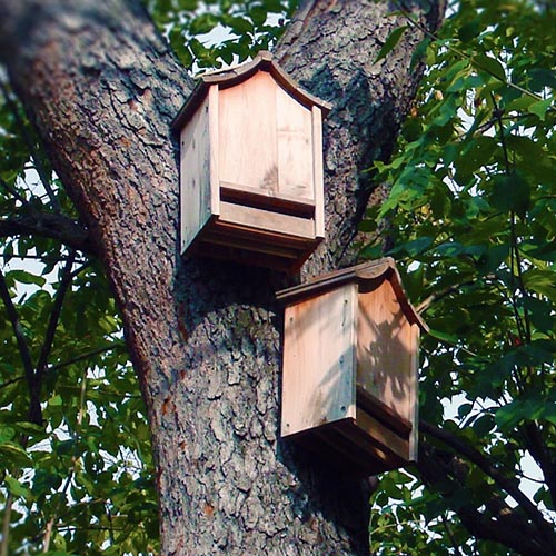 5 Things to Consider Before Buying or Putting Up a Bat Box