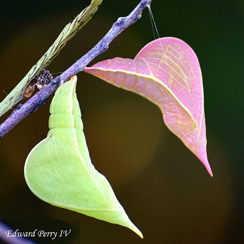 Cloudless Sulphur Butterfly: A Common Fall Migrant