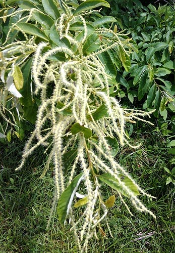 Allegheny Chinquapin: An underutilized nut producing shrub