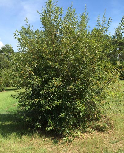 Allegheny Chinquapin: An underutilized nut producing shrub