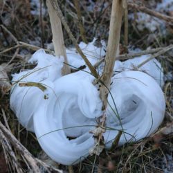 White wingstem (Verbesina virginica)