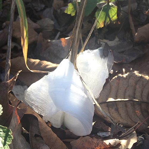 White wingstem (Verbesina virginica)