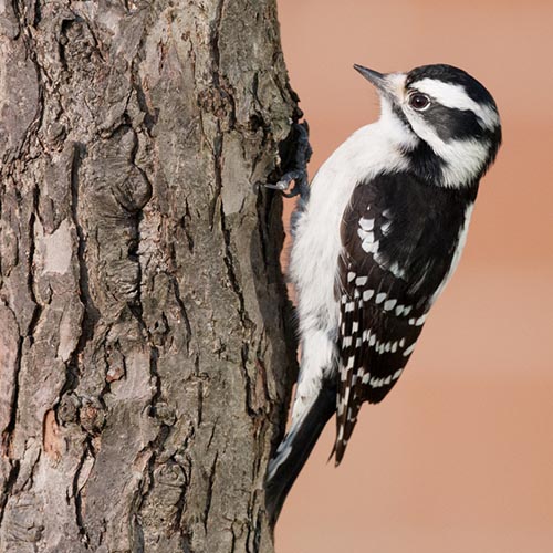 Downy woodpecker (Dryobates pubescens): Our smallest woodpecker