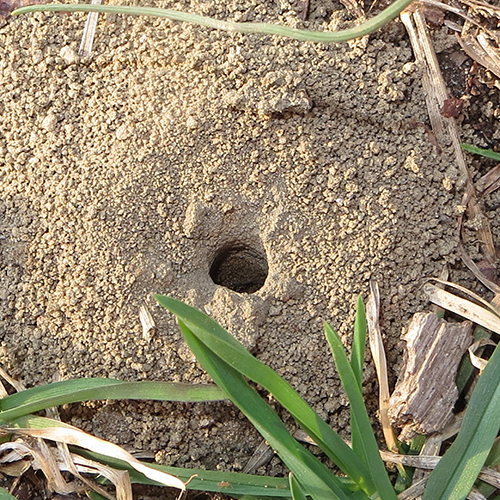 Help Our Native Ground Nesting Bees