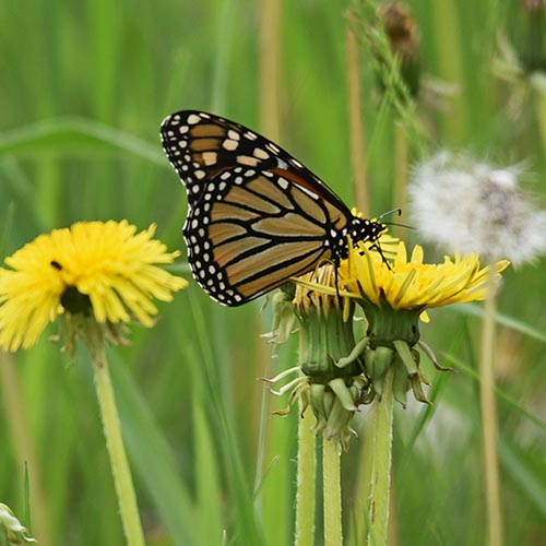 Should I Mow My Yard in May? The No Mow May Debate