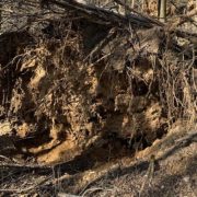 Discovering New Habitats Created by Fallen Trees